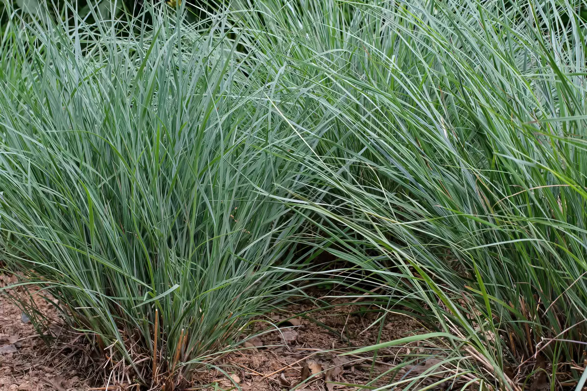 Schizachyrium scoparium - Grass,Ornamental Grass - Beard Grass, Little ...