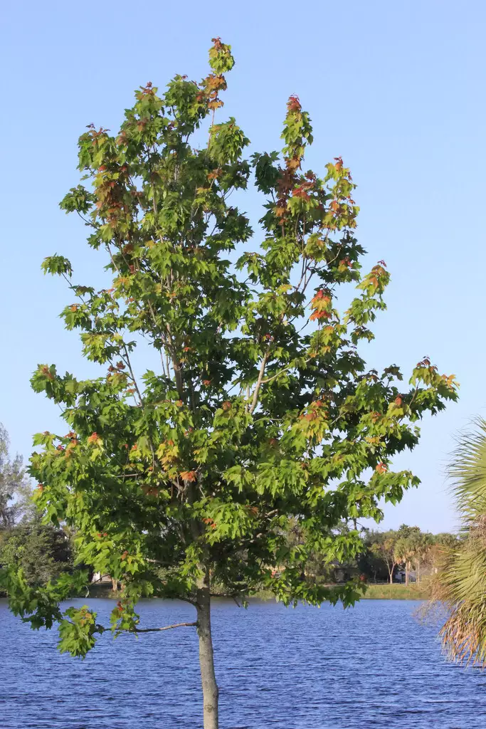 Acer rubrum Northern winged seed - Common Bonsai,Deciduous,Hardwood ...