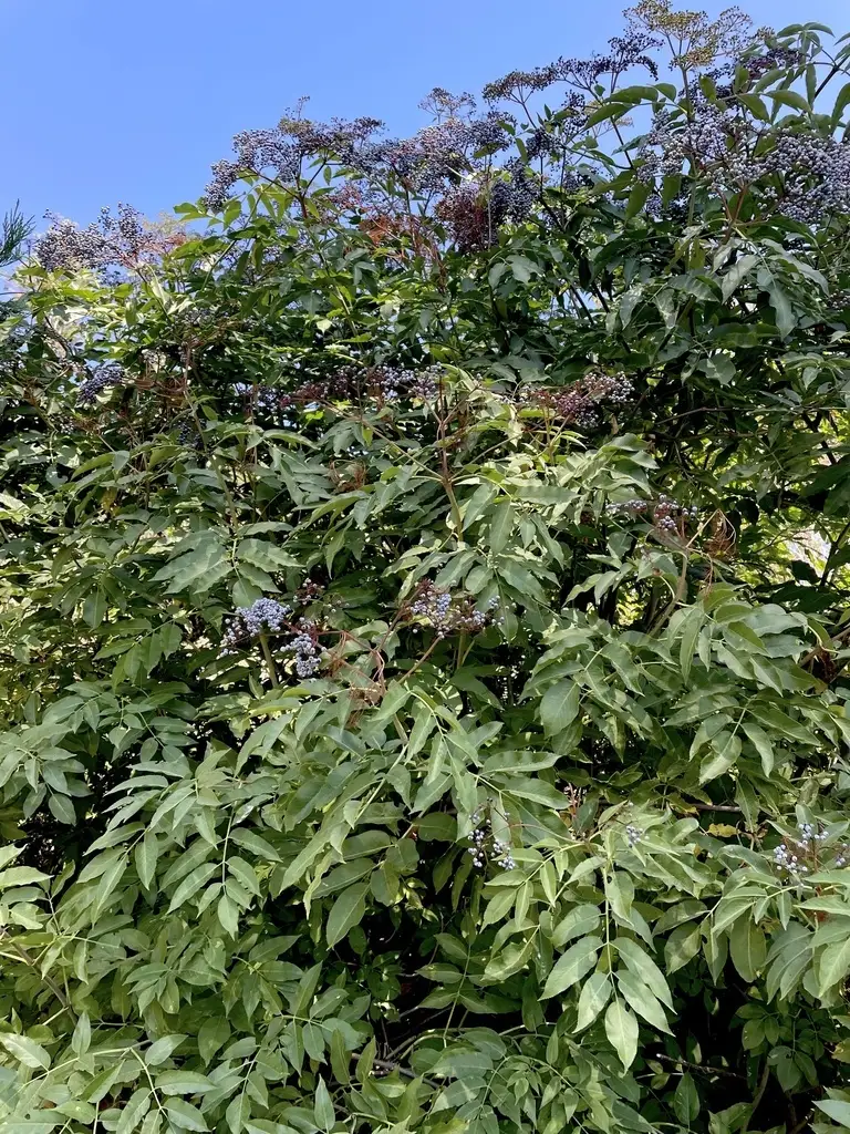 Sambucus Caerulea Shrub Blue Elderberry