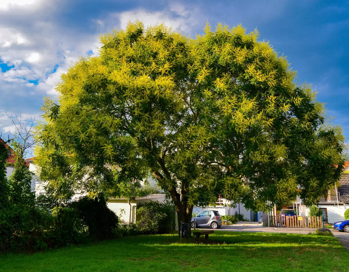 Koelreuteria paniculata - Deciduous,Flowering Tree - Golden Rain Tree ...