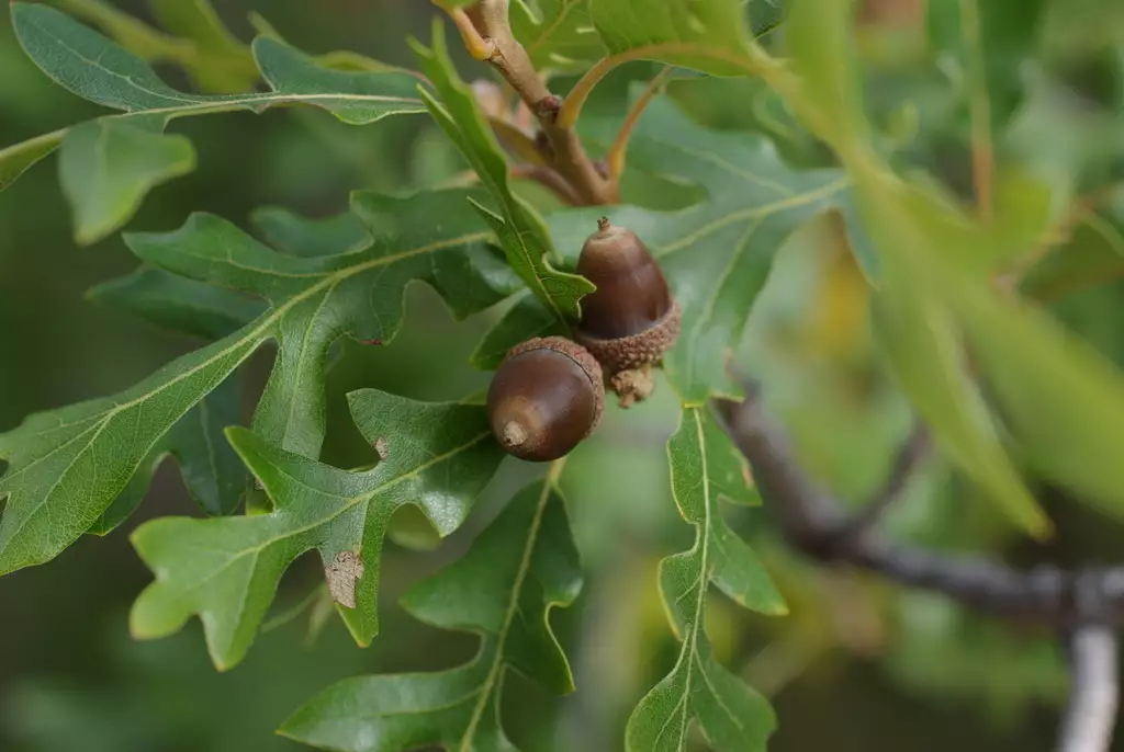 Quercus gambelii - Common Bonsai,Hardwood - Gambel Oak, Gambells Oak ... Quercus gambelii - Common Bonsai,Hardwood - Gambel Oak, Gambells Oak ...