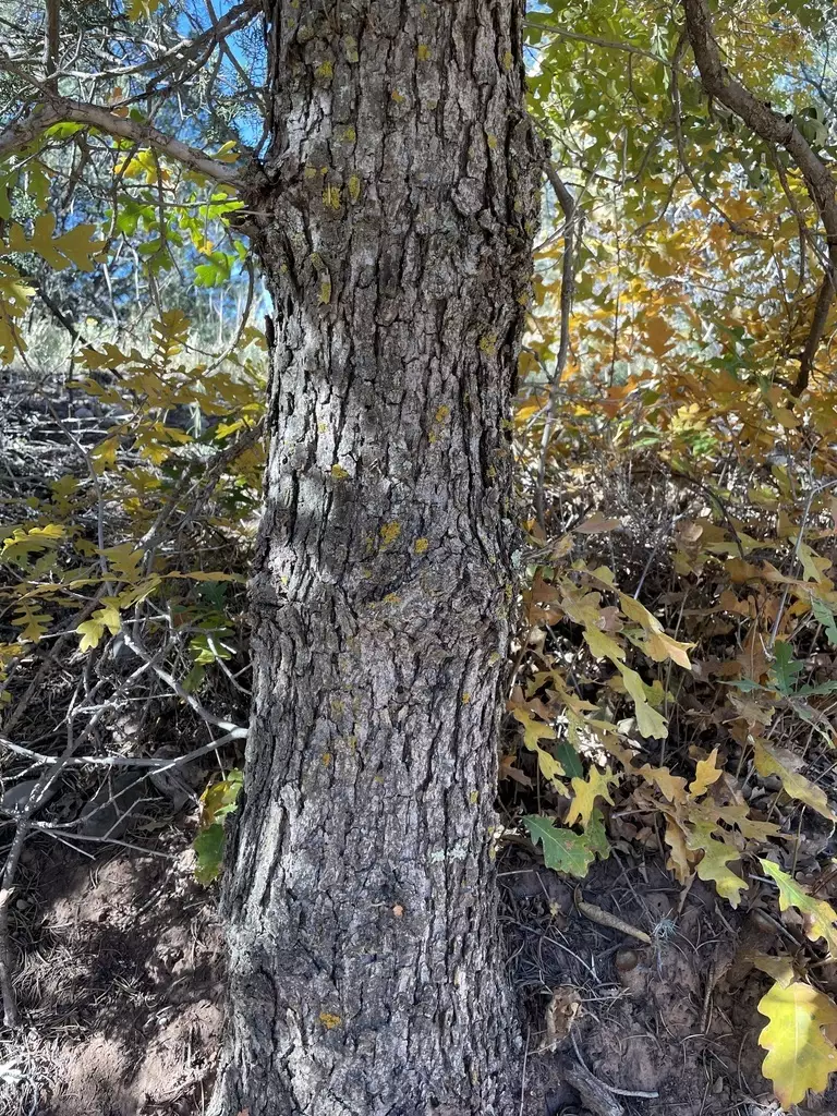 Quercus gambelii - Common Bonsai,Hardwood - Gambel Oak, Gambells Oak ... Quercus gambelii - Common Bonsai,Hardwood - Gambel Oak, Gambells Oak ...
