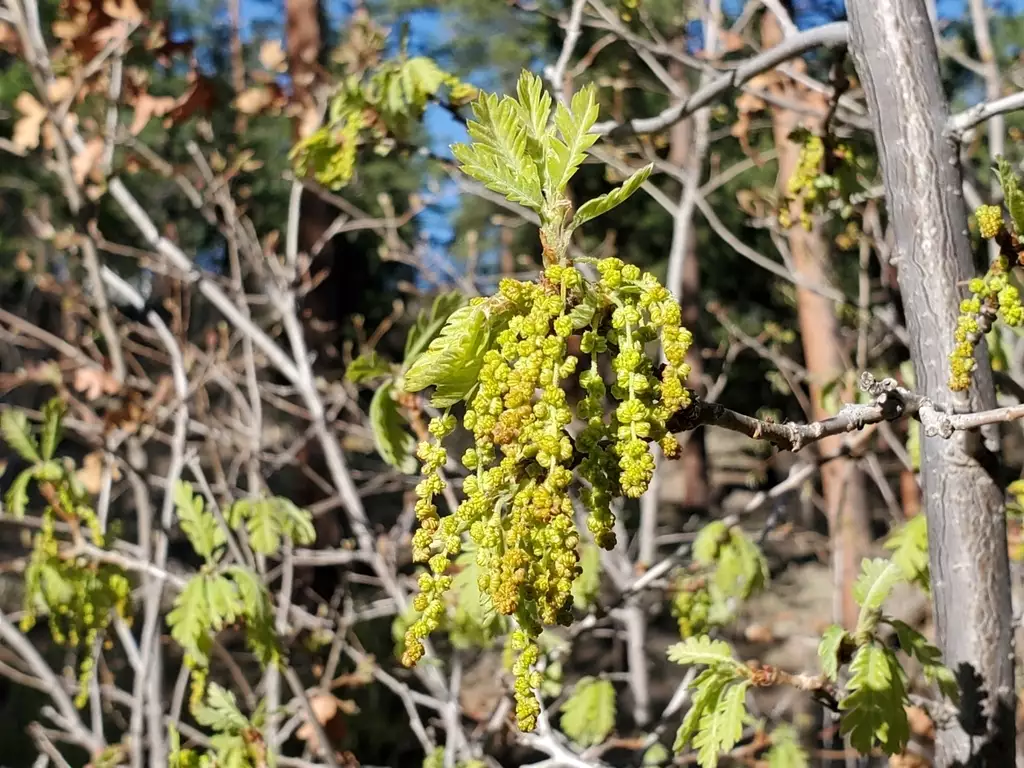 Quercus gambelii - Common Bonsai,Hardwood - Gambel Oak, Gambells Oak ... Quercus gambelii - Common Bonsai,Hardwood - Gambel Oak, Gambells Oak ...