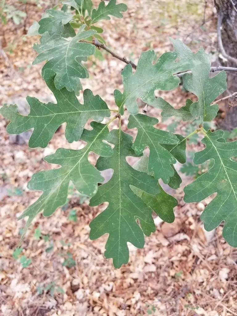 Quercus gambelii - Common Bonsai,Hardwood - Gambel Oak, Gambells Oak ... Quercus gambelii - Common Bonsai,Hardwood - Gambel Oak, Gambells Oak ...