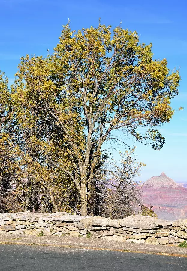 Quercus gambelii - Common Bonsai,Hardwood - Gambel Oak, Gambells Oak ...