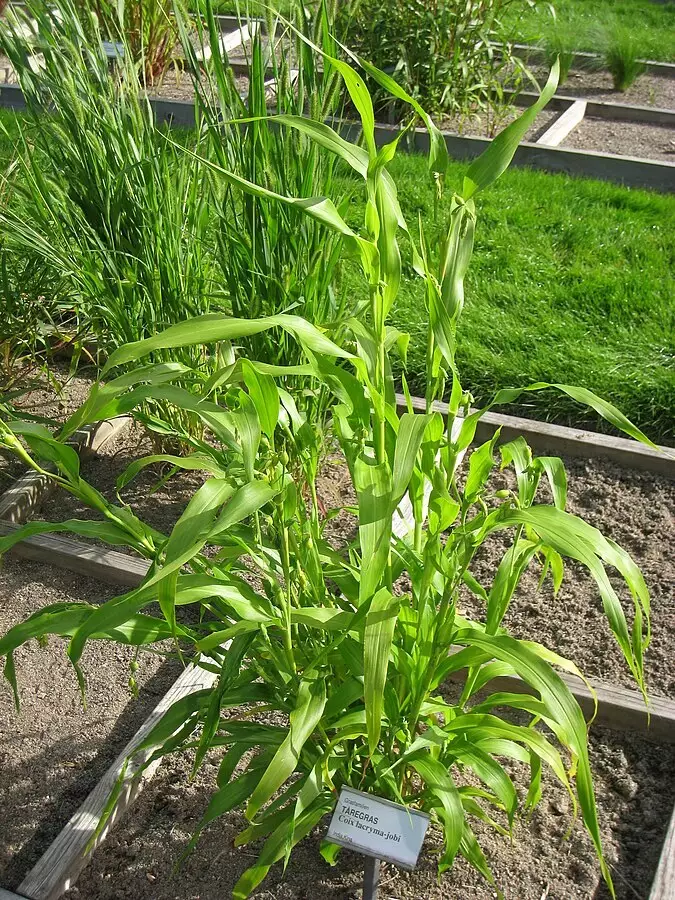 Sheffield's Seed Company