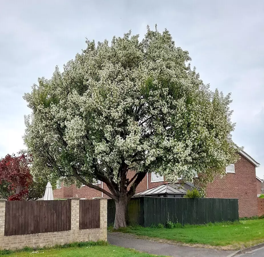 Crataegus crus-galli var. Inermis - Common Bonsai,Flowering Tree,Tree ...