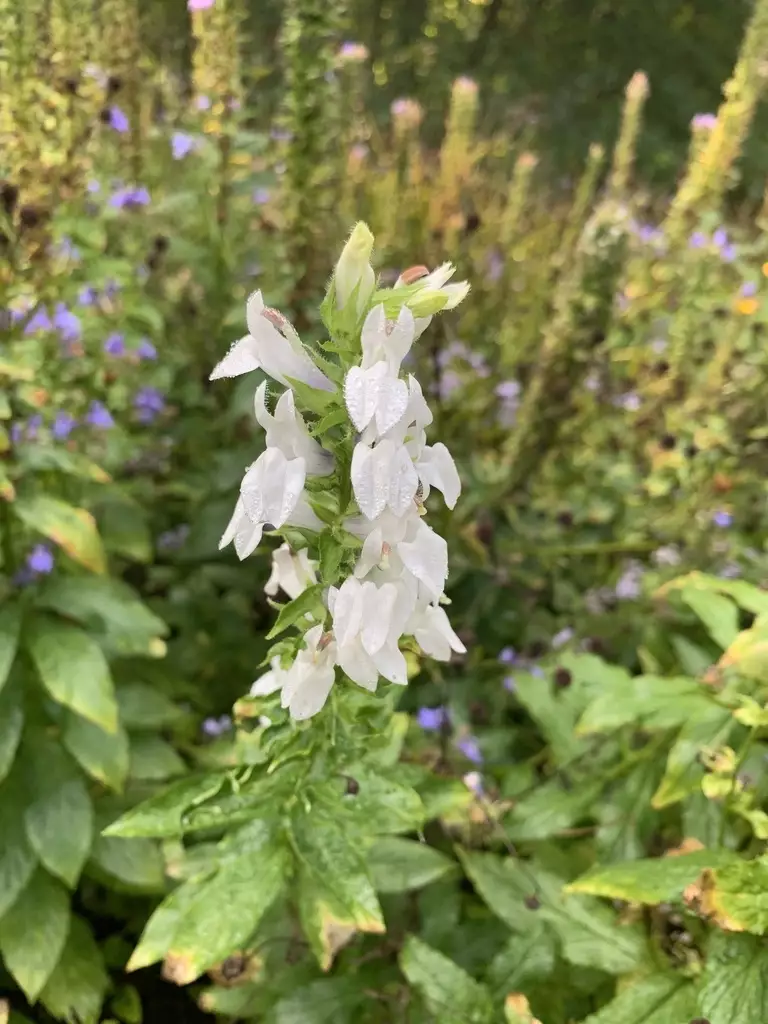 Lobelia siphilitica var. Alba - Herbaceous Plants,Medicinal Herbs ...