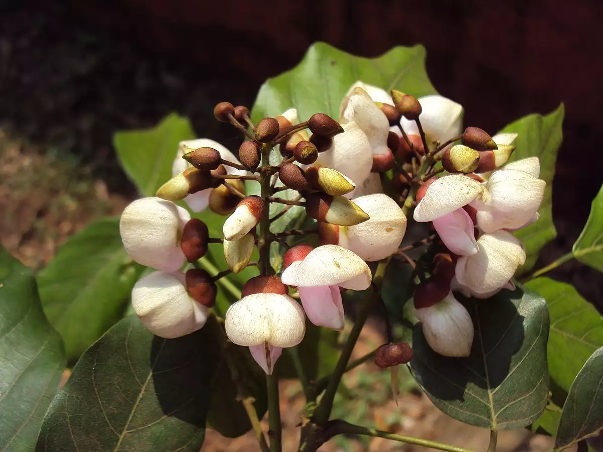 Pongamia pinnata - Web page Navigation - Indian Beech Tree