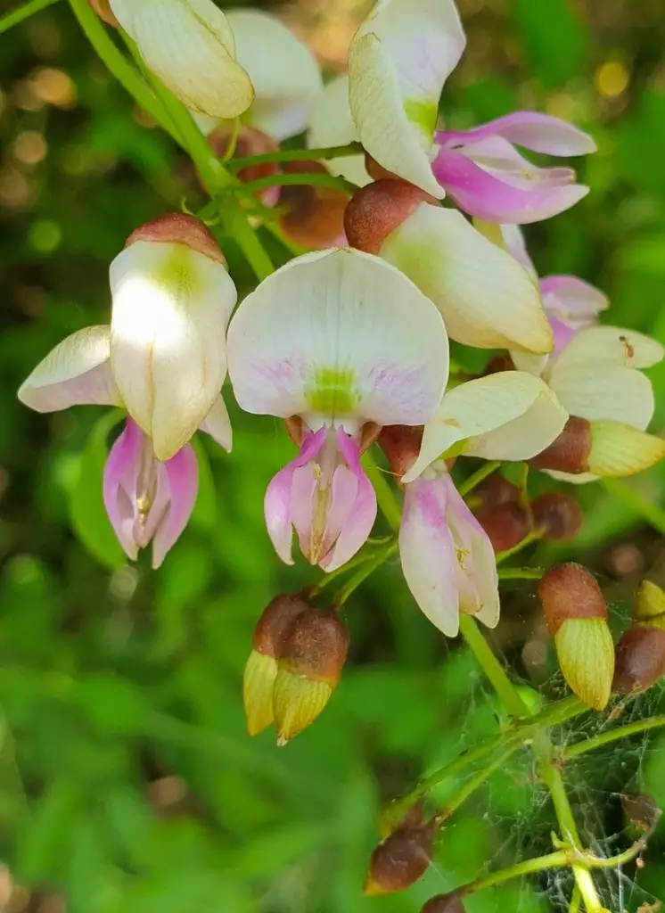 Pongamia pinnata - Web page Navigation - Indian Beech Tree