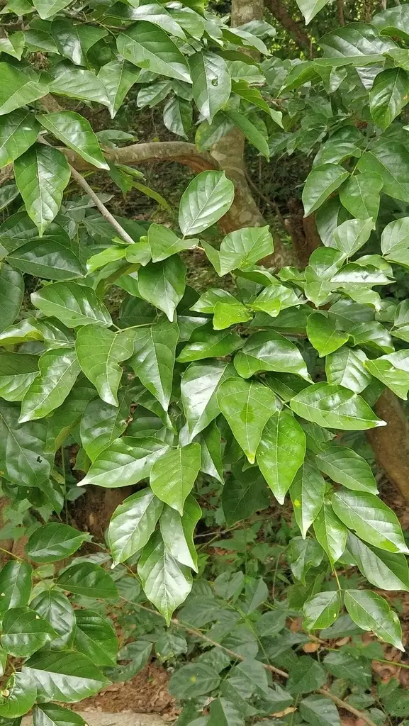 Pongamia pinnata - Web page Navigation - Indian Beech Tree