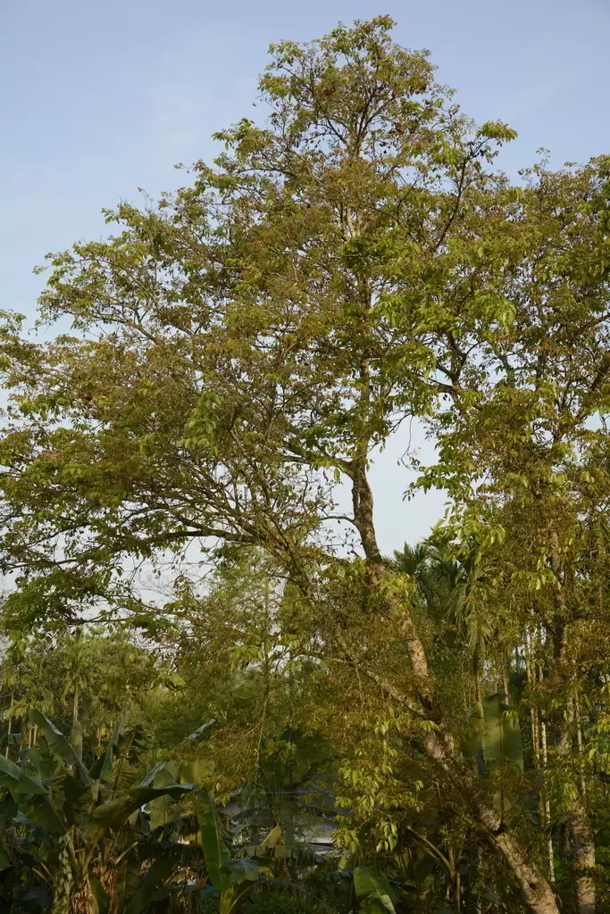 Pongamia pinnata - Web page Navigation - Indian Beech Tree