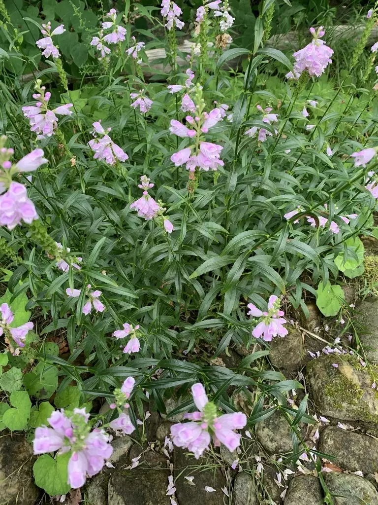 Sheffield's Seed Company