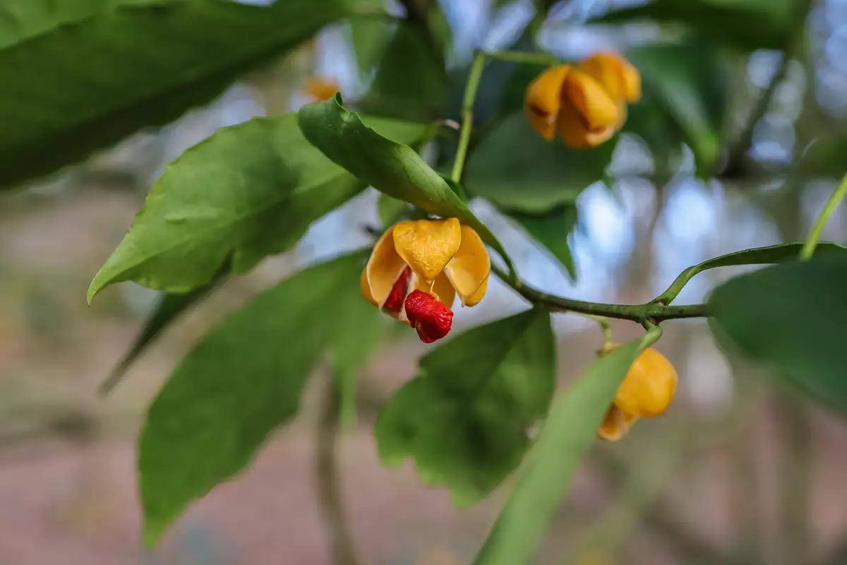 Euonymus myrianthus - Web page Navigation - Spindle tree