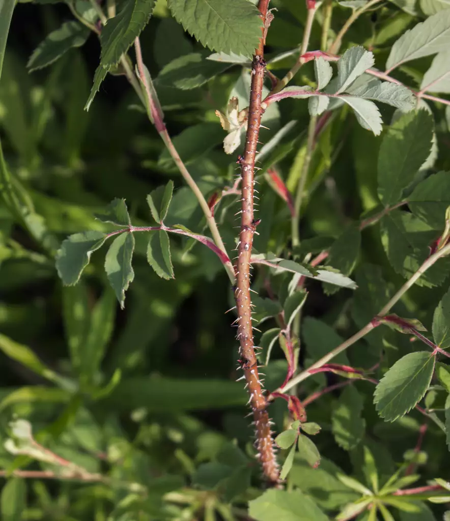 Rosa blanda - Medicinal Herbs,Shrub - Meadow Rose, Smooth Rose