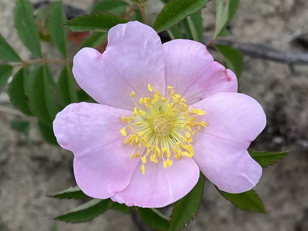 Rosa blanda - Medicinal Herbs,Shrub - Meadow Rose, Smooth Rose