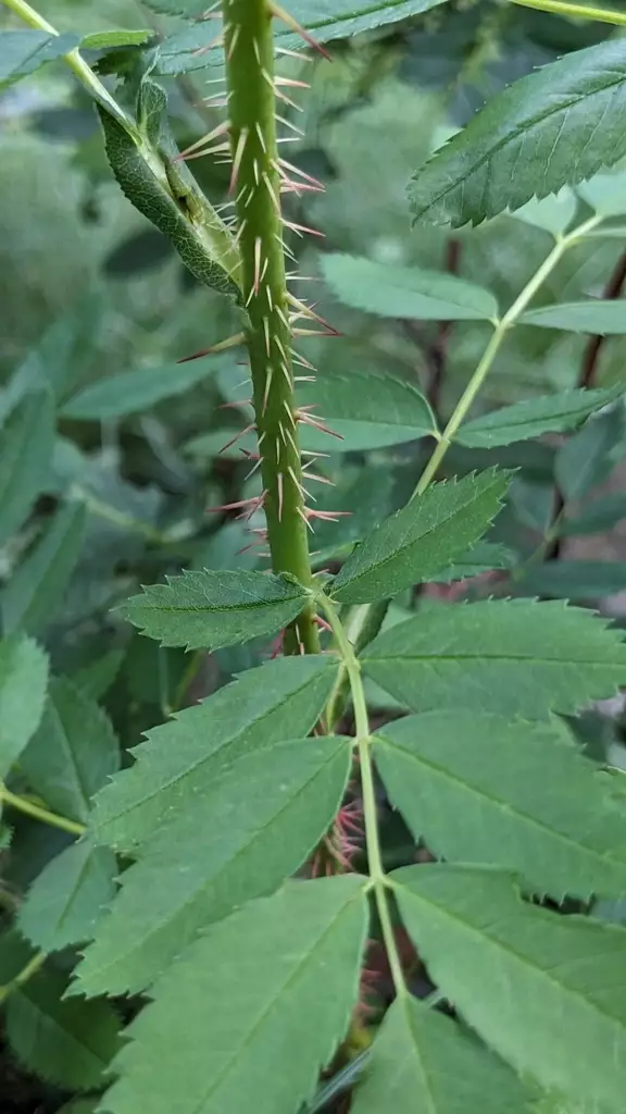 Rosa carolina - Medicinal Herbs,Shrub - Carolina Rose, Pasture Rose