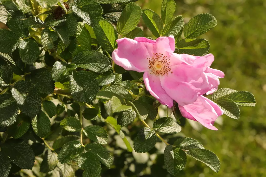 Rosa rugosa - Medicinal Herbs,Shrub,Shrub and Vine Seeds - Beach Tomato ...