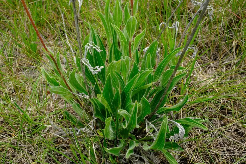 Sheffield's Seed Company