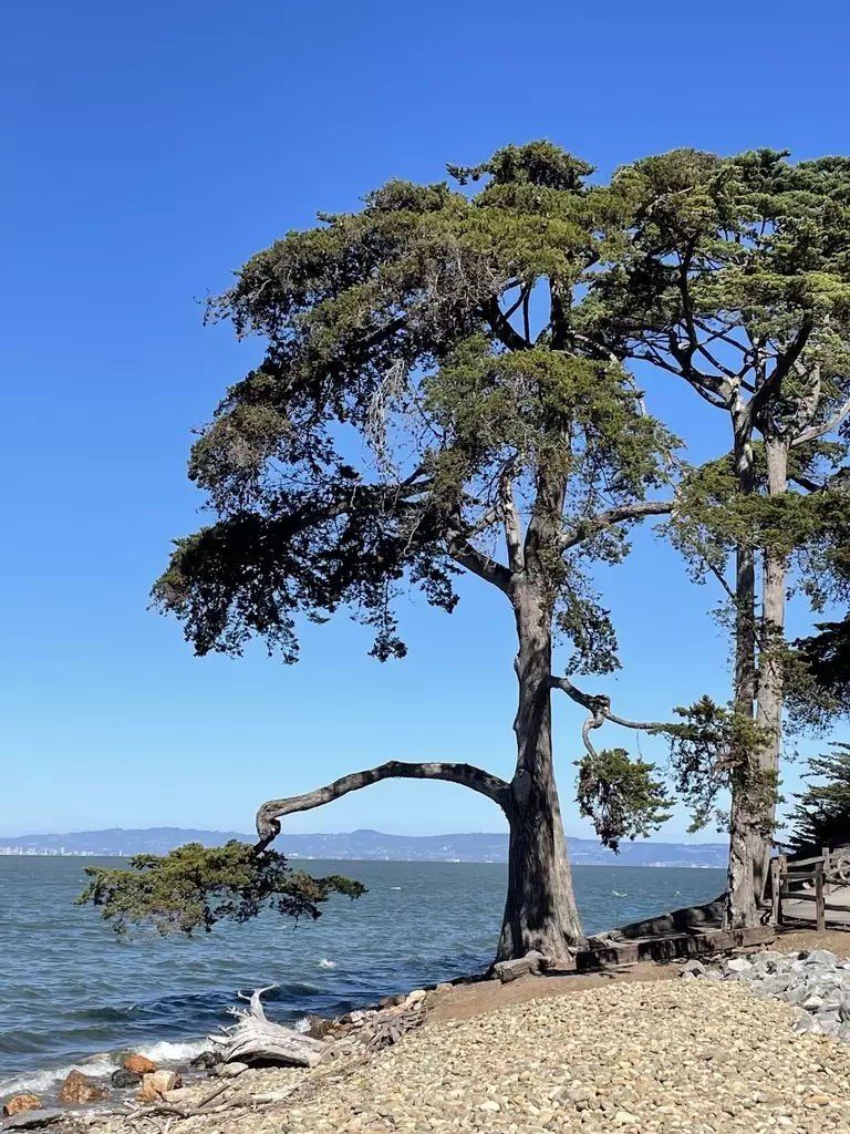 Cupressus macrocarpa - Common Bonsai,Conifer - Monterey Cypress
