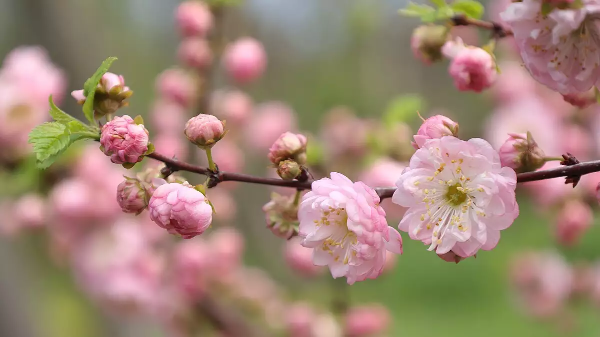 Prunus triloba - Common Bonsai,Shrub - Flowering Almond, Flowering Plum