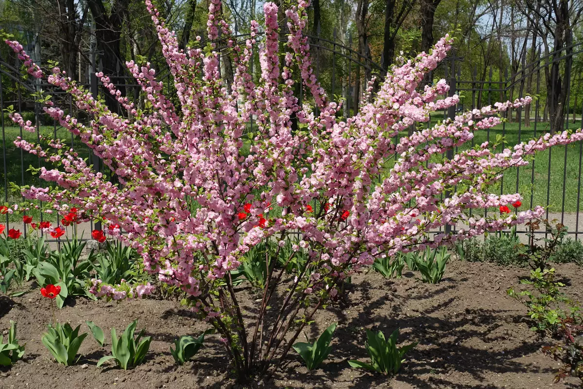 Prunus triloba - Common Bonsai,Shrub - Flowering Almond, Flowering Plum