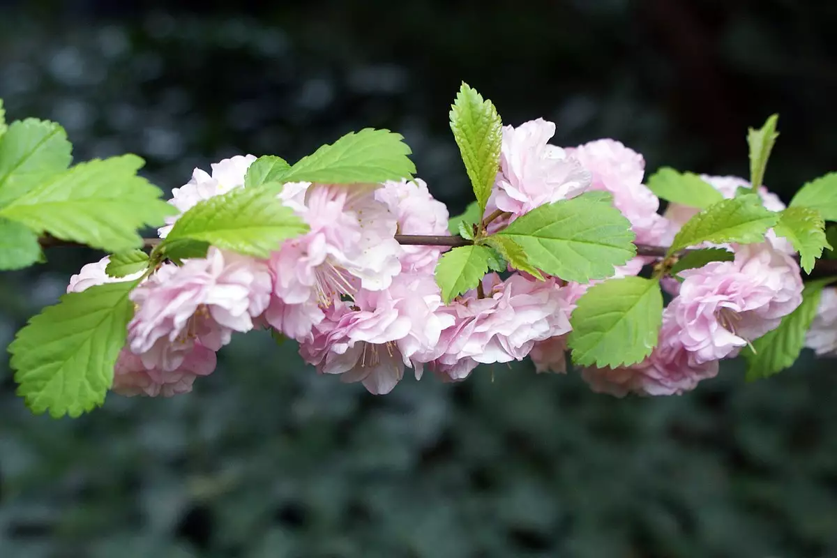 Prunus triloba - Common Bonsai,Shrub - Flowering Almond, Flowering Plum