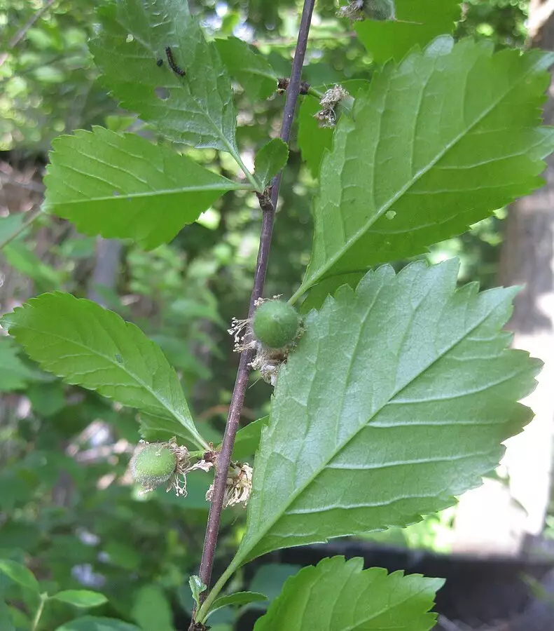 Prunus triloba - Common Bonsai,Shrub - Flowering Almond, Flowering Plum