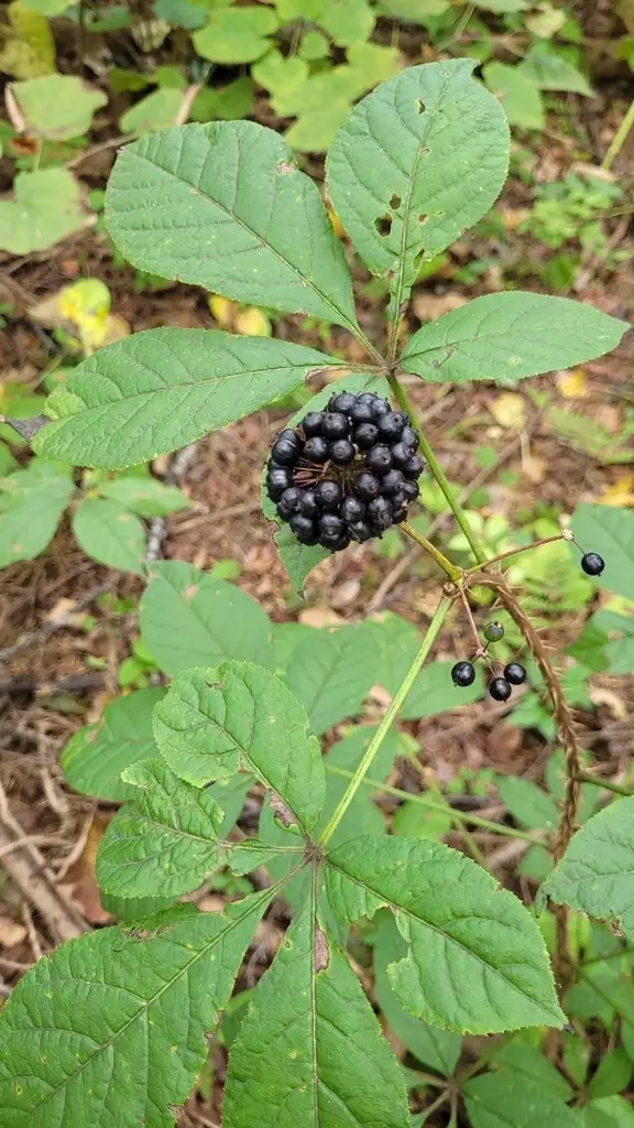 Eleutherococcus senticosus - Medicinal Herbs,Shrub - Eleuthero ...