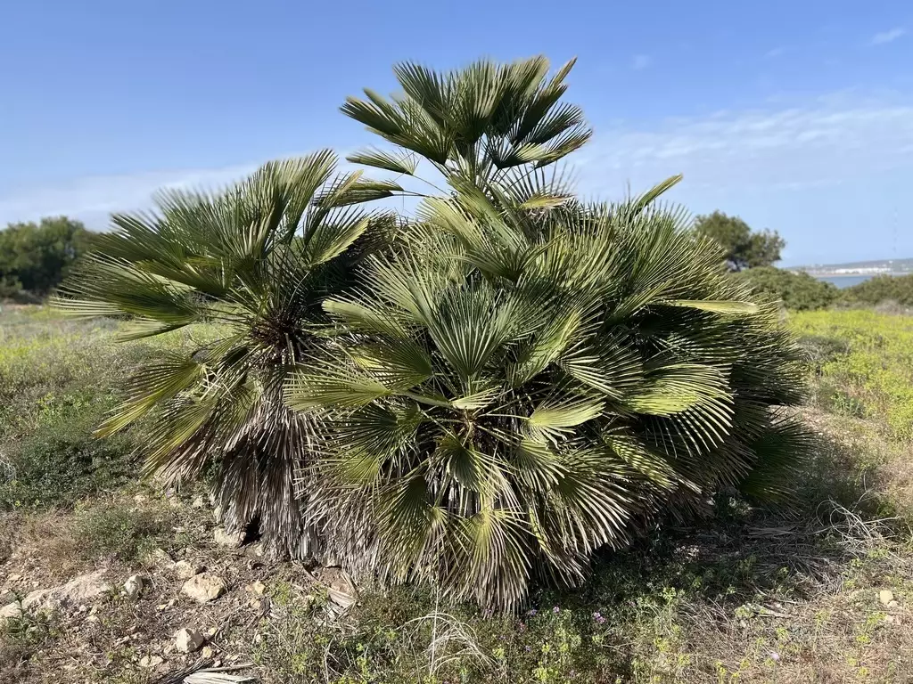 Chamaerops humilis - Palm,Tree,Web page Navigation - European Fan Palm ...