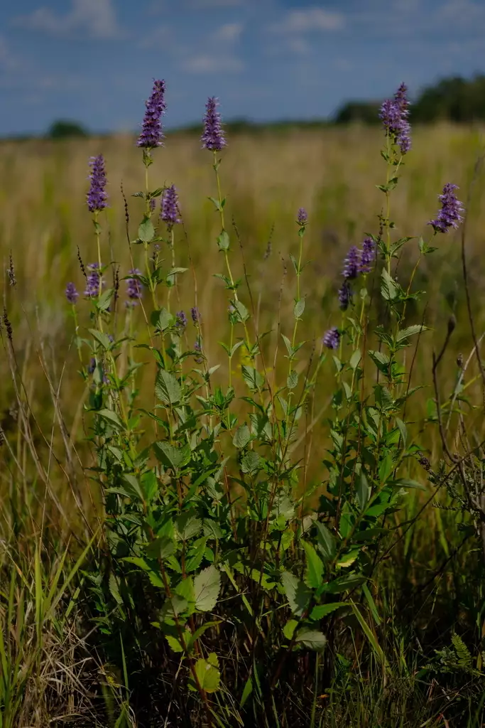 Agastache foeniculum - Web page Navigation,Wildflowers - Anise Hyssop ...