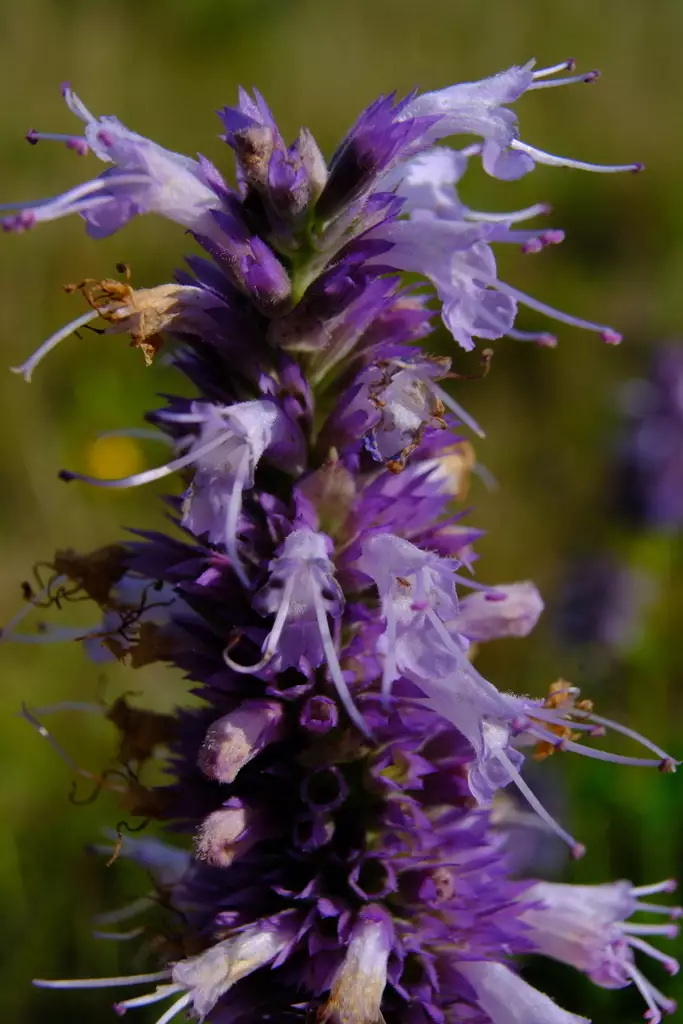 Agastache foeniculum - Web page Navigation,Wildflowers - Anise Hyssop ...