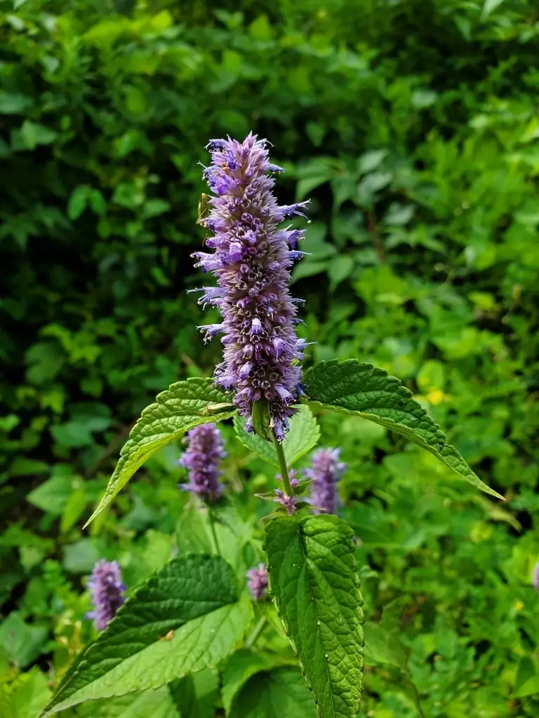 Agastache foeniculum - Web page Navigation,Wildflowers - Anise Hyssop ...