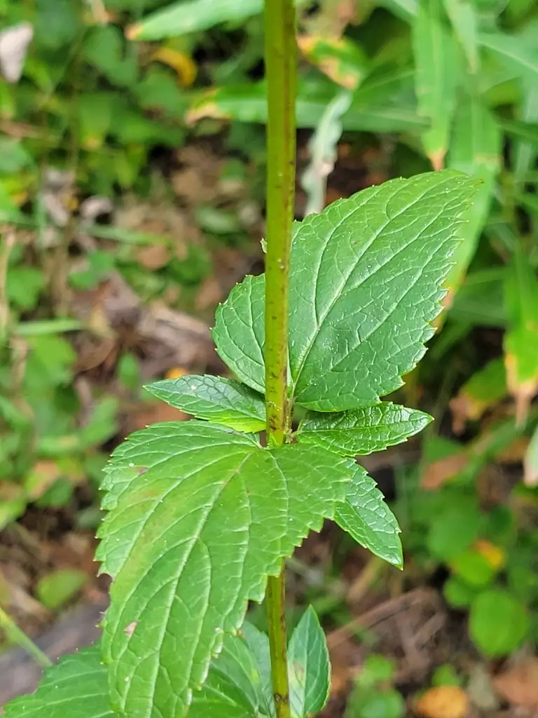 Agastache foeniculum - Web page Navigation,Wildflowers - Anise Hyssop ...