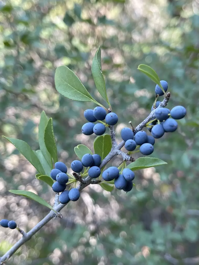 Forestiera pubescens - Shrub - Desert olive, Stretchberry