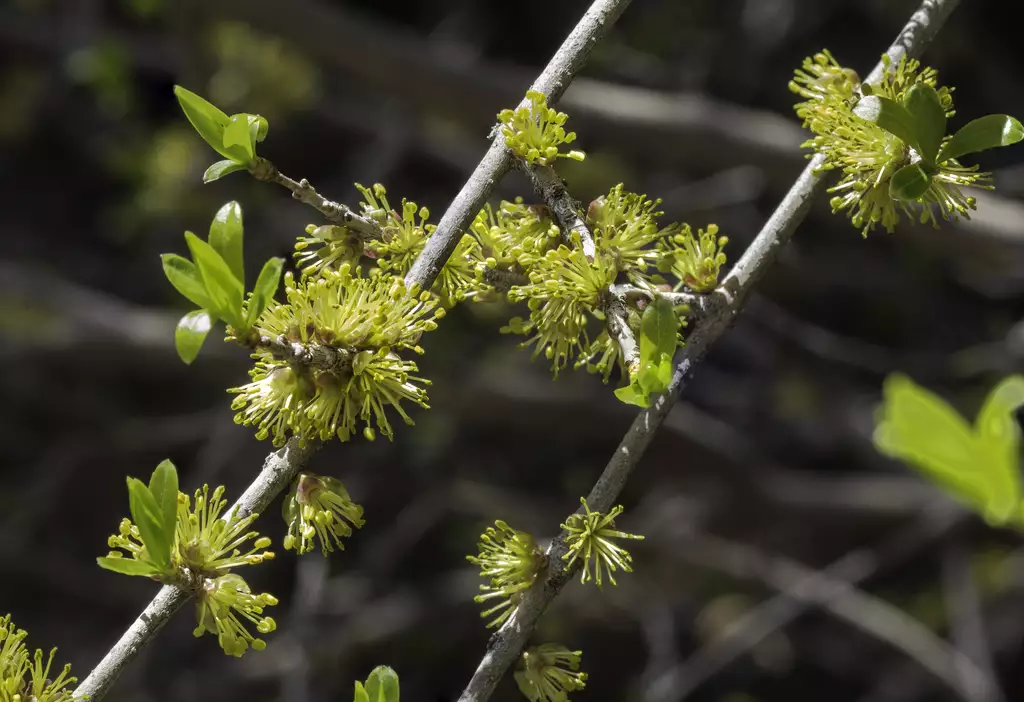 Forestiera pubescens - Shrub - Desert olive, Stretchberry