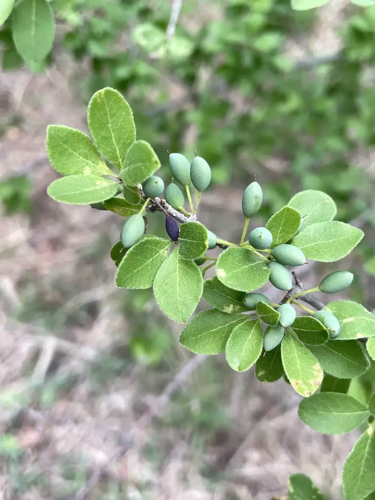 Forestiera pubescens - Shrub - Desert olive, Stretchberry