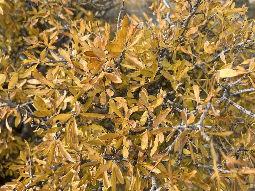 Forestiera pubescens - Shrub - Desert olive, Stretchberry