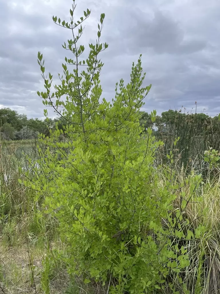 Forestiera pubescens - Shrub - Desert olive, Stretchberry