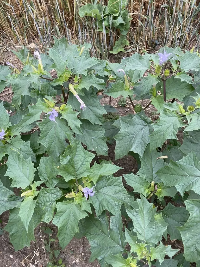 Jimson Weed Flower Essence