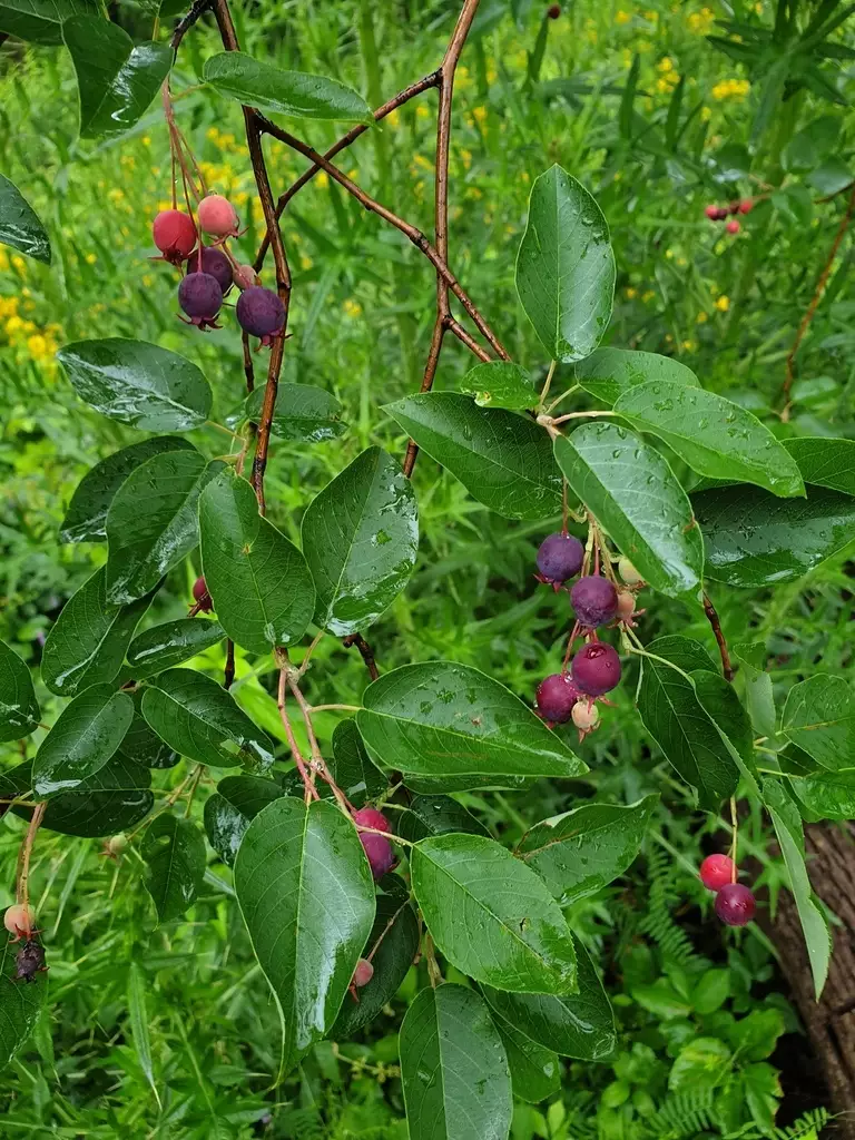 Amelanchier laevis - Flowering Tree,Medicinal Herbs - Alleghany ...