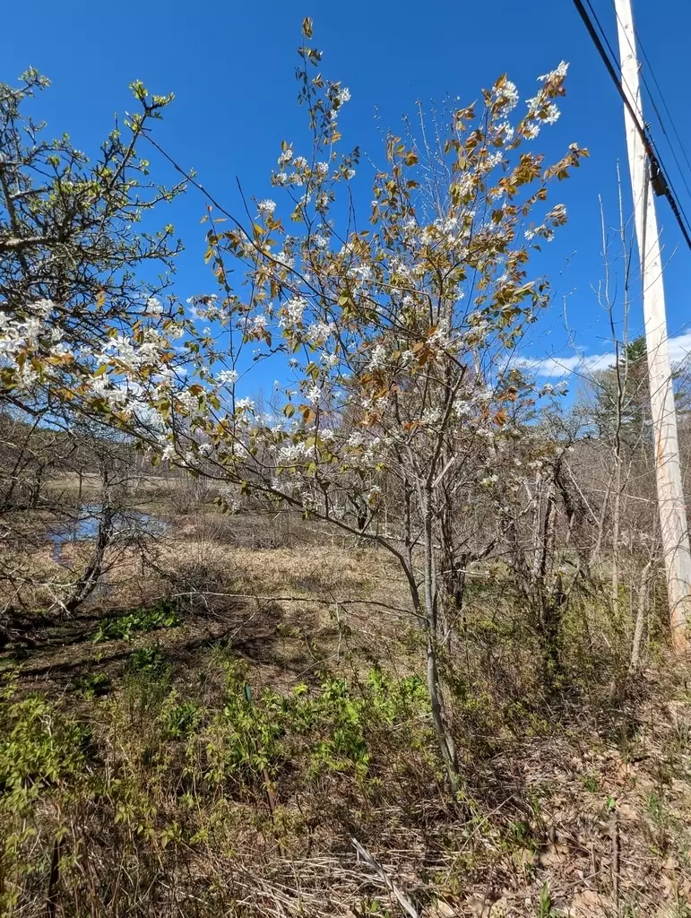 Amelanchier laevis - Flowering Tree,Medicinal Herbs - Alleghany ...