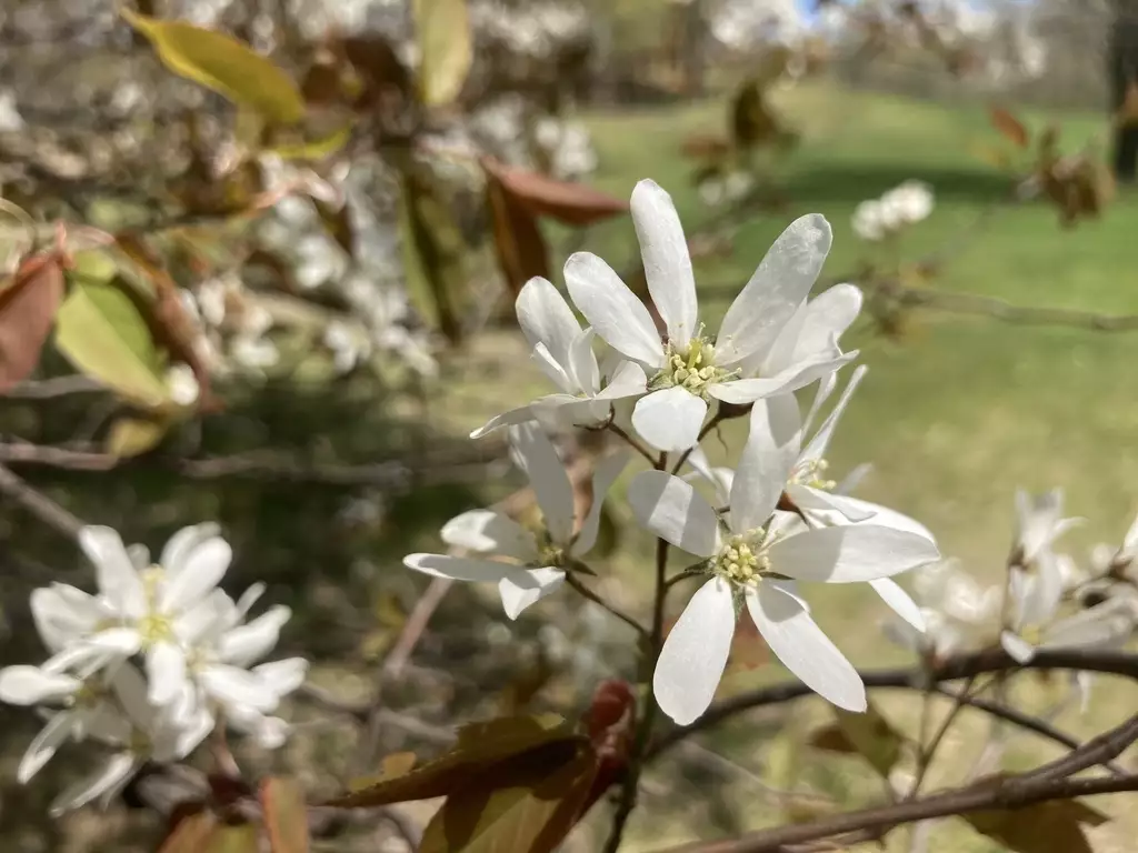 Amelanchier laevis - Flowering Tree,Medicinal Herbs - Alleghany ...