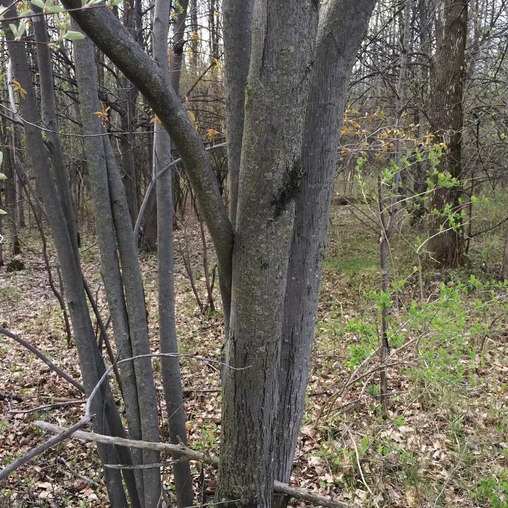 Amelanchier laevis - Flowering Tree,Medicinal Herbs - Alleghany ...