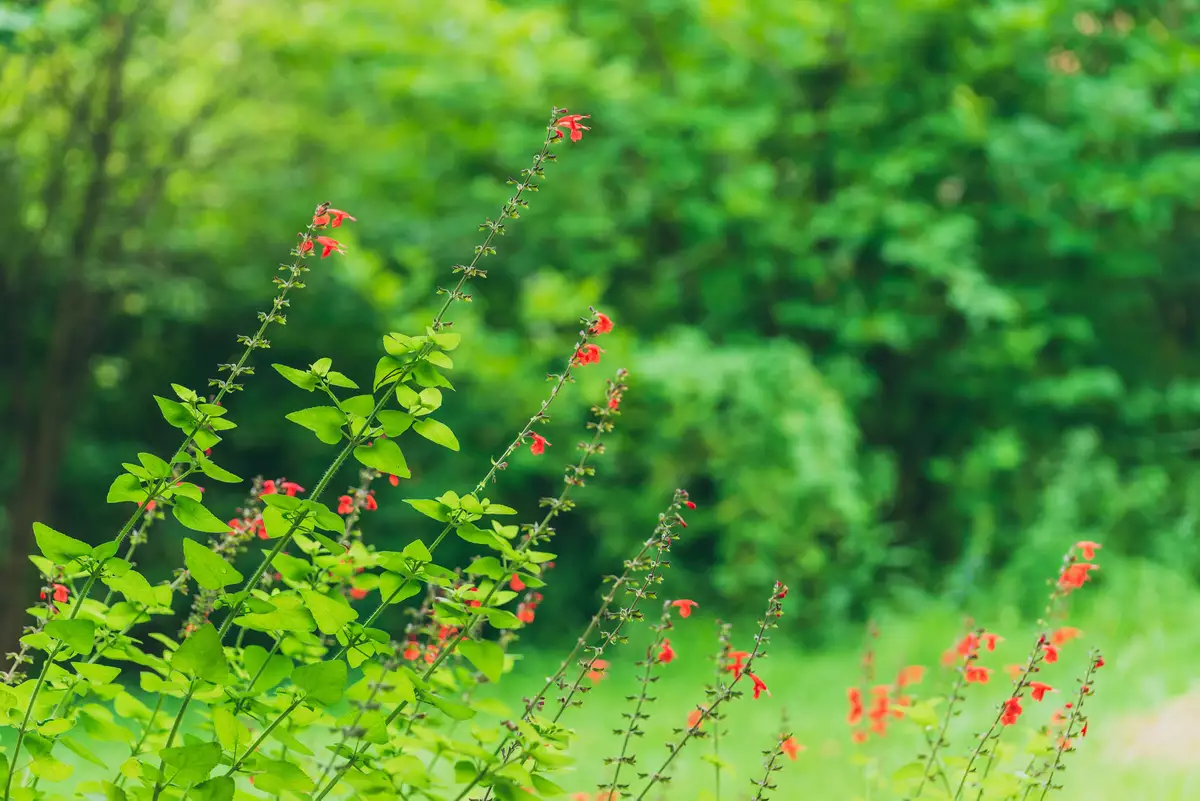Salvia coccinea - Annual,Herbaceous Plants,Wildflowers - Blood Sage ...