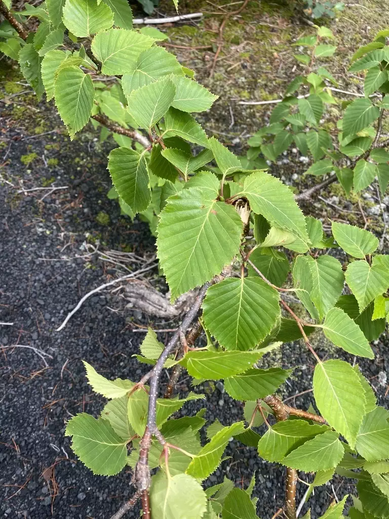 Sheffield's Seed Company