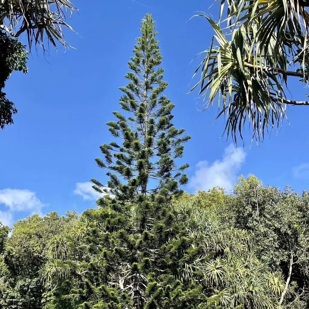 Araucaria columnaris - Conifer,Evergreen Leaves,Tree,Web page ...