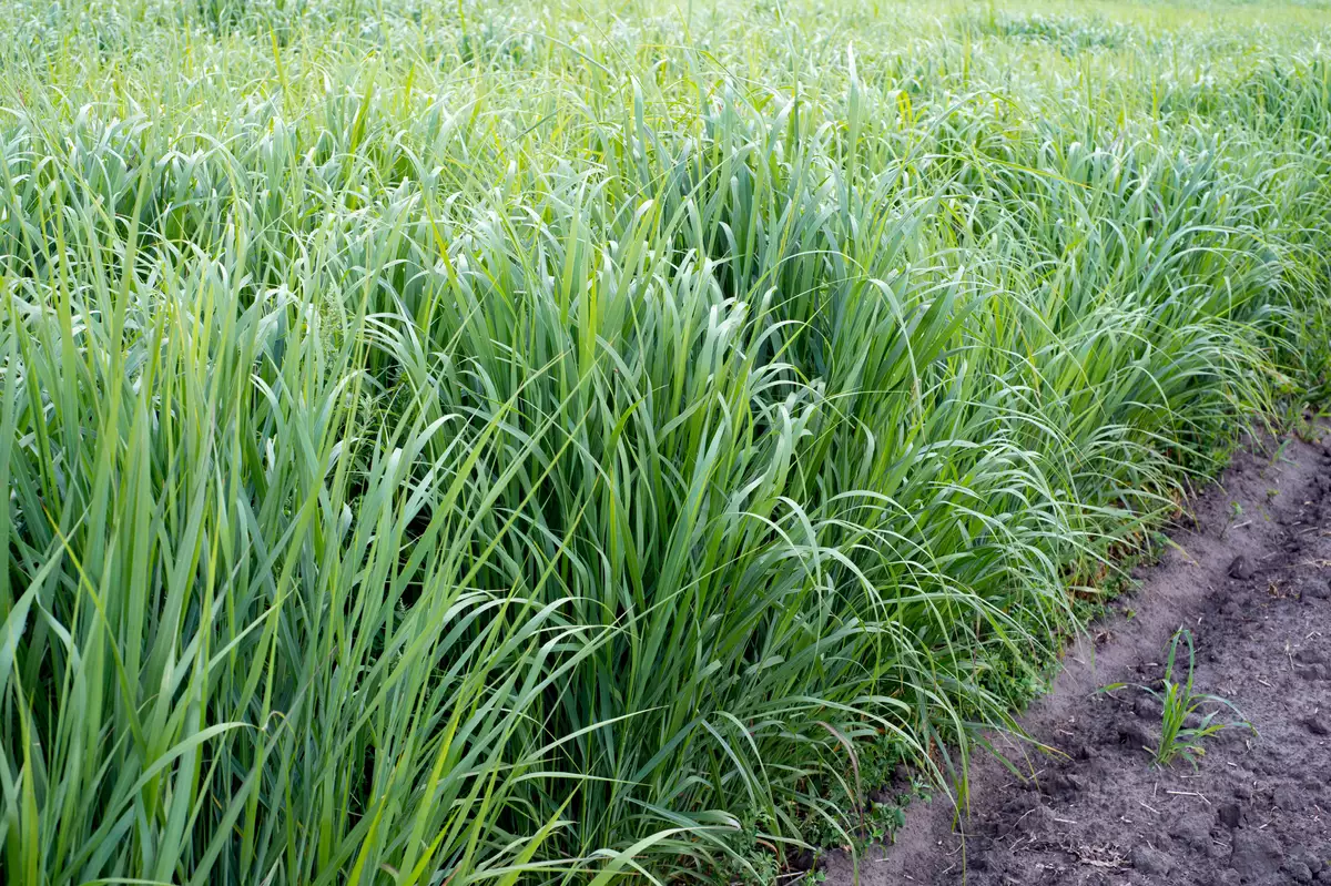 Panicum virgatum 'Sunburst' - Grass,Herbaceous Plants,Web page ...