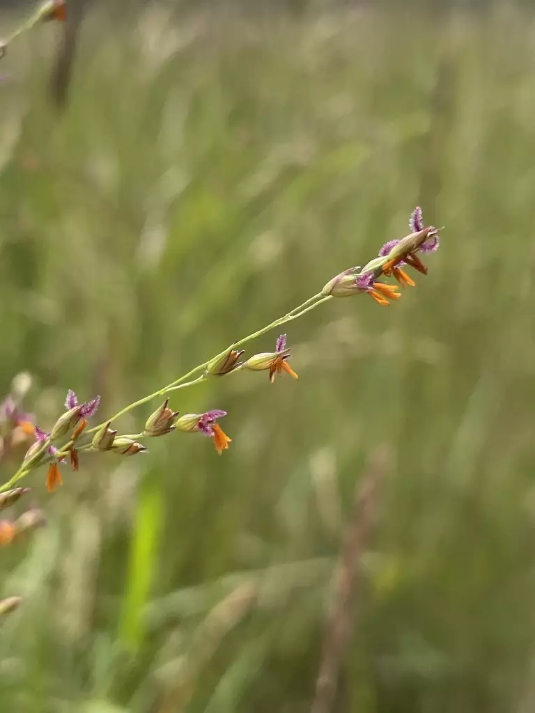Panicum virgatum 'Sunburst' - Grass,Herbaceous Plants,Web page ...