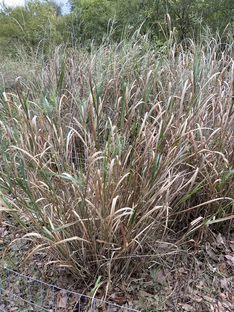 Panicum virgatum 'Sunburst' - Grass,Herbaceous Plants,Web page ...